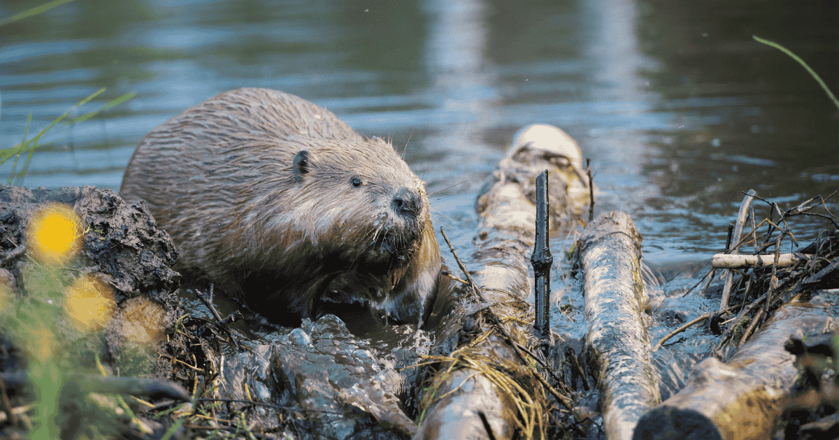 Doğanın İnşaat Mühendisi Kunduzlar – Eğlenceli Bilim
