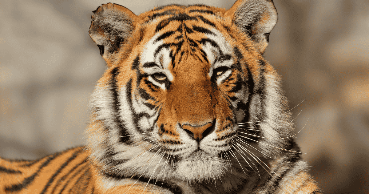 Kaplanların İlginç Özellikleri – Eğlenceli Bilim